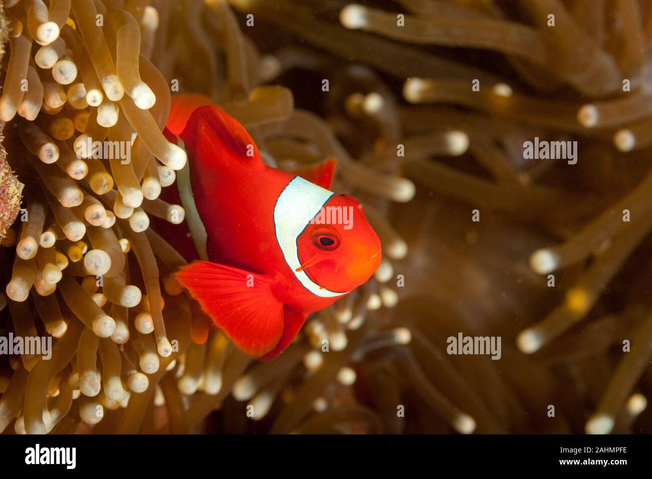 Maroon clownfish, Premnas biaculeatus, commonly known as spine-cheeked ...