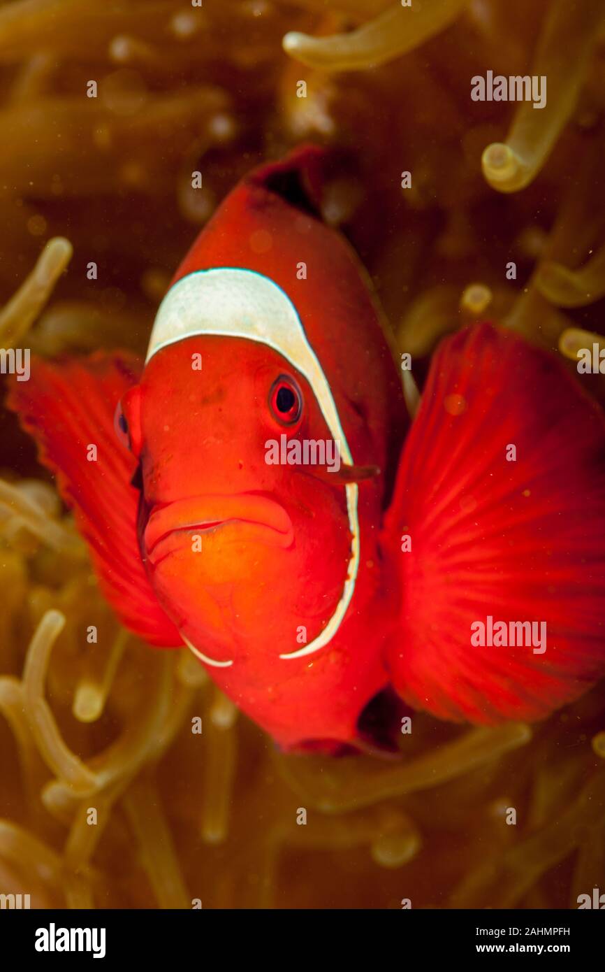Maroon clownfish, Premnas biaculeatus, commonly known as spine-cheeked ...