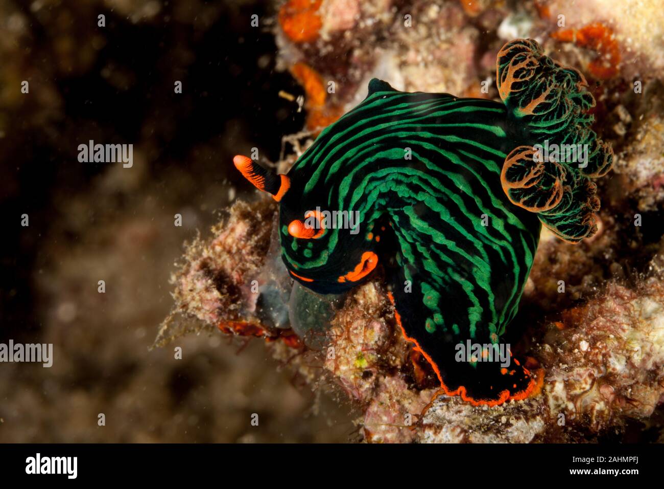 variable neon slug or the dusky nembrotha, Nembrotha kubaryana Stock ...