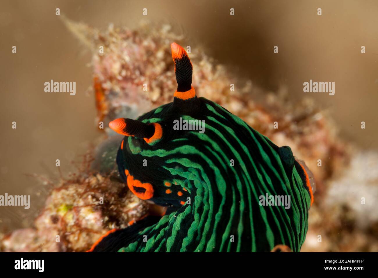 variable neon slug or the dusky nembrotha, Nembrotha kubaryana Stock ...