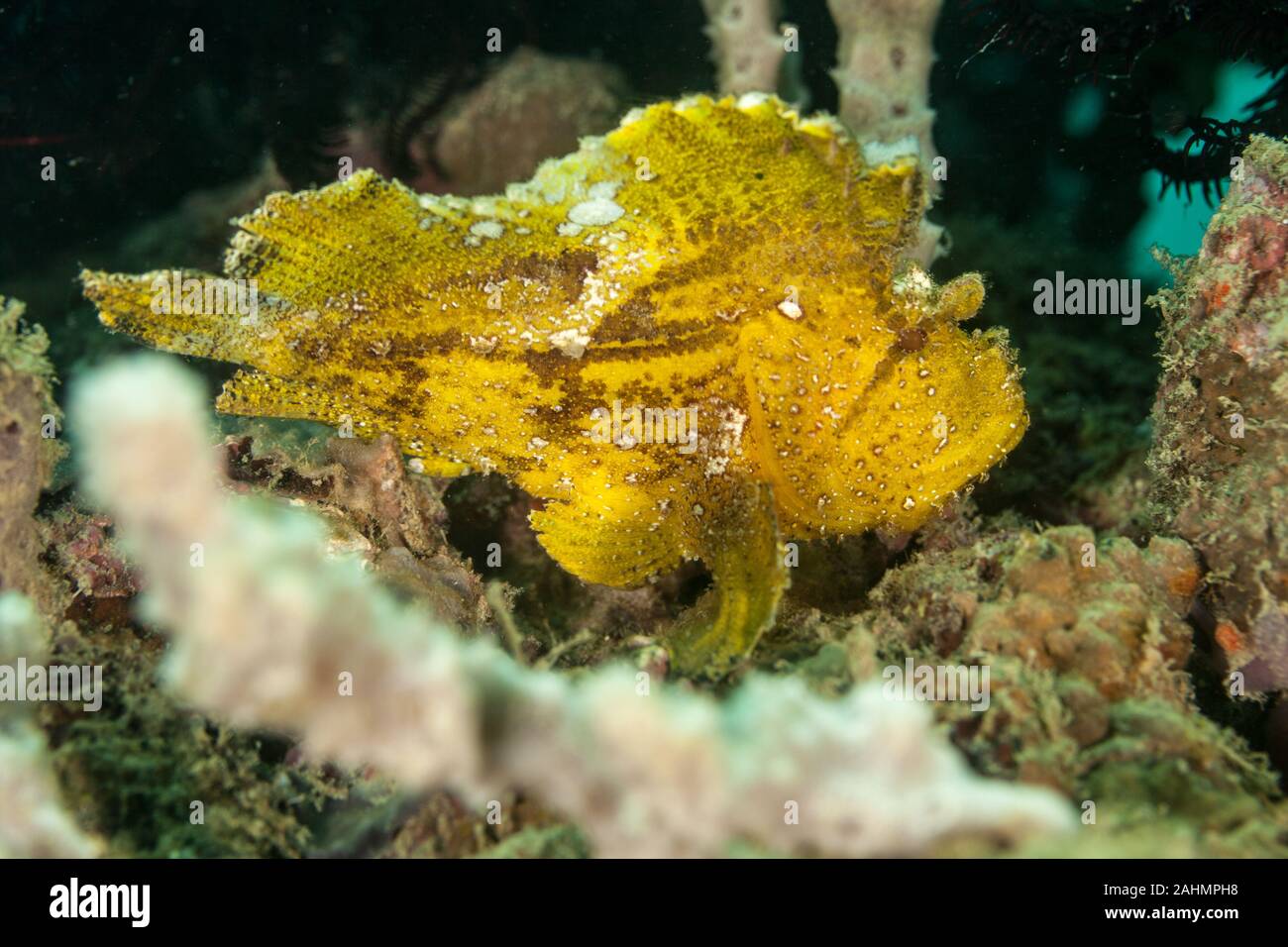 Purple scorpionfish hi-res stock photography and images - Alamy
