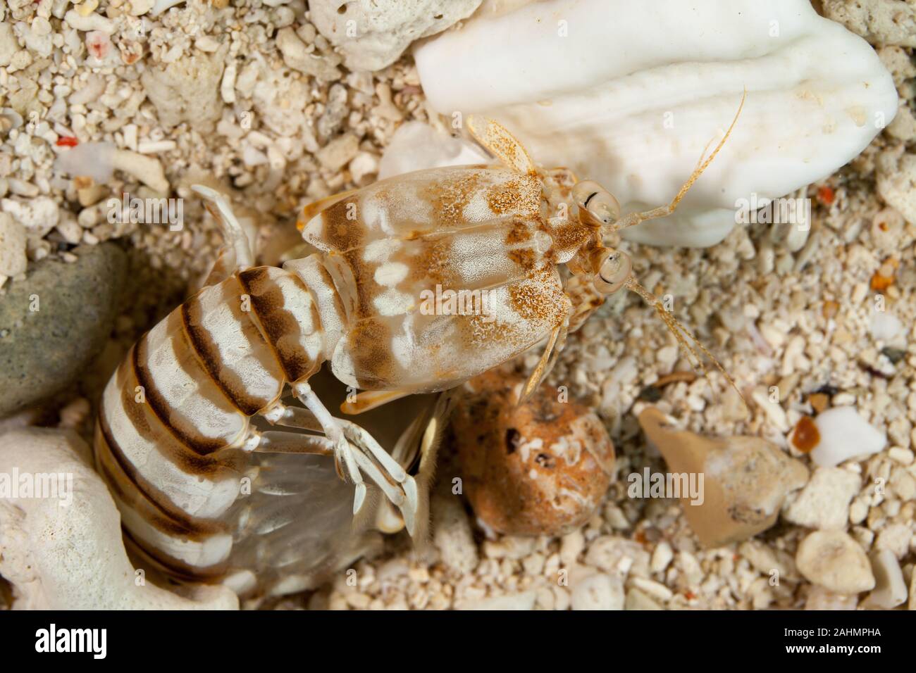 Zebra mantis shrimp or striped mantis shrimp, Lysiosquillina maculata ...