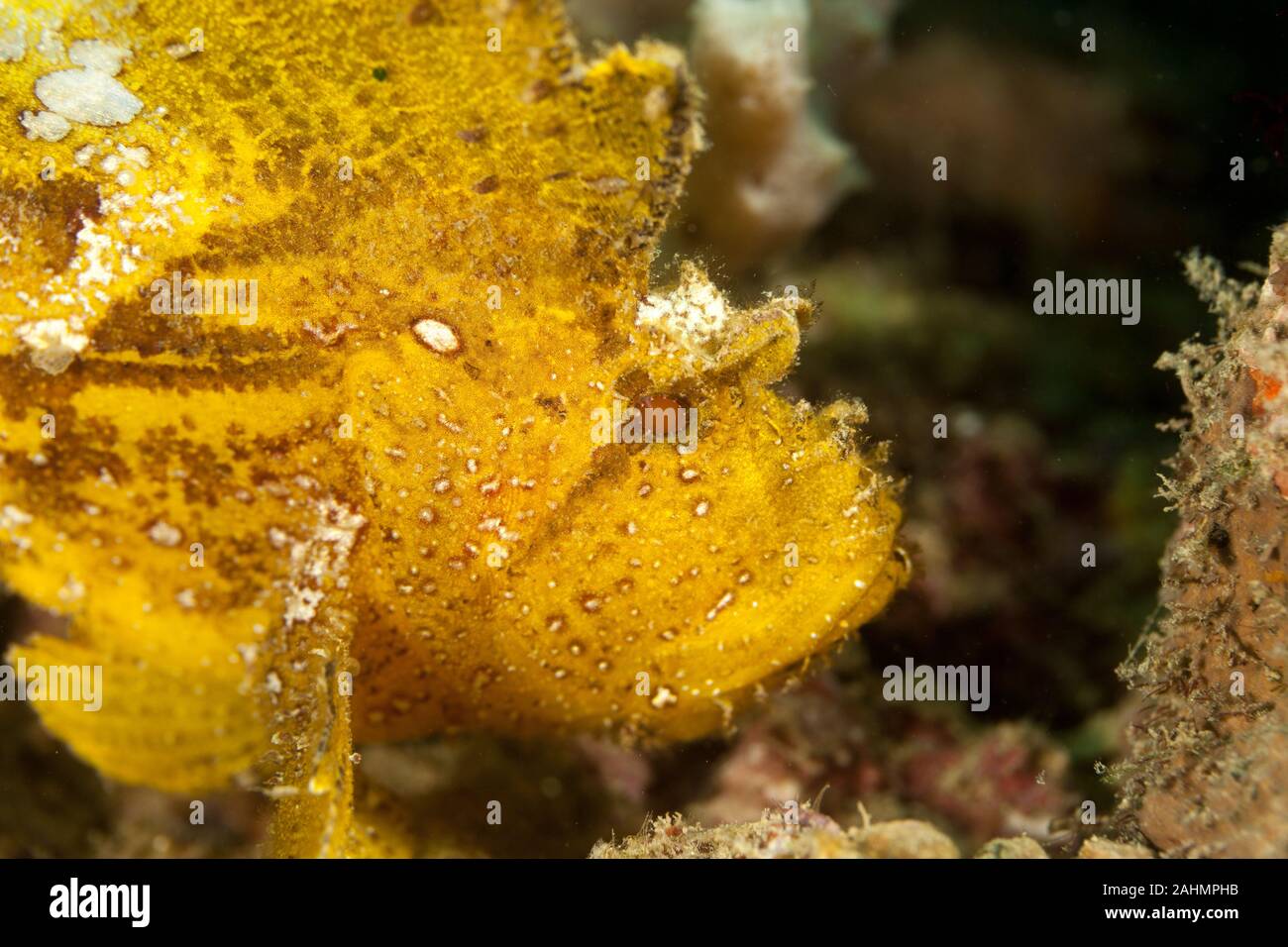 Purple scorpionfish hi-res stock photography and images - Alamy