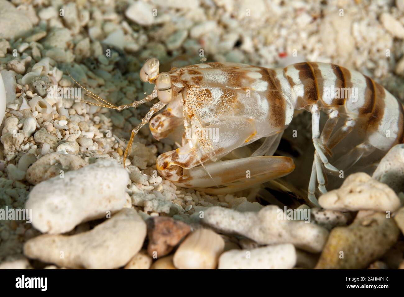 Zebra mantis shrimp or striped mantis shrimp, Lysiosquillina maculata ...