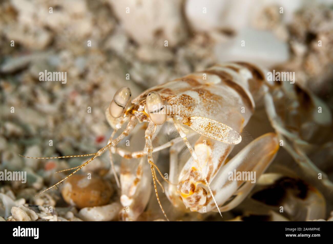 Zebra mantis shrimp or striped mantis shrimp, Lysiosquillina maculata ...