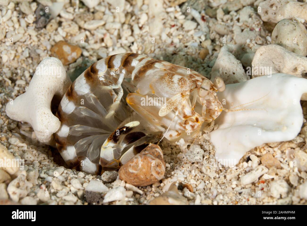 Zebra mantis shrimp or striped mantis shrimp, Lysiosquillina maculata ...