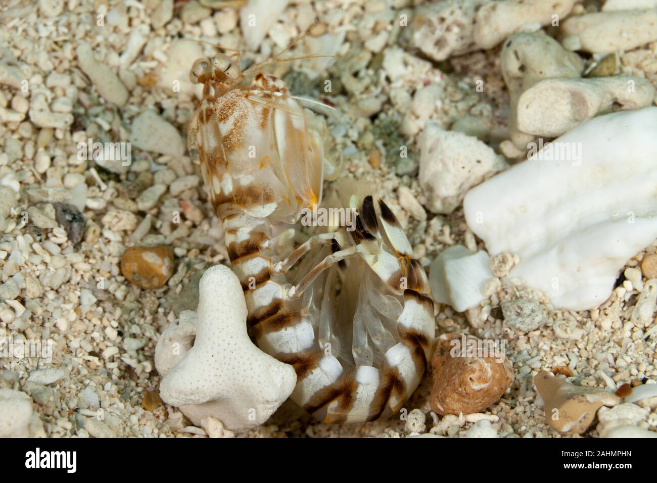 Zebra mantis shrimp or striped mantis shrimp, Lysiosquillina maculata ...