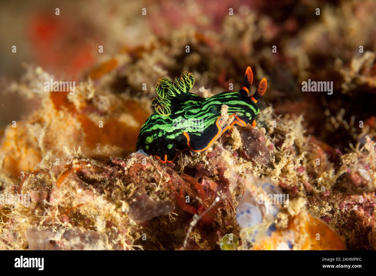 variable neon slug or the dusky nembrotha, Nembrotha kubaryana Stock ...