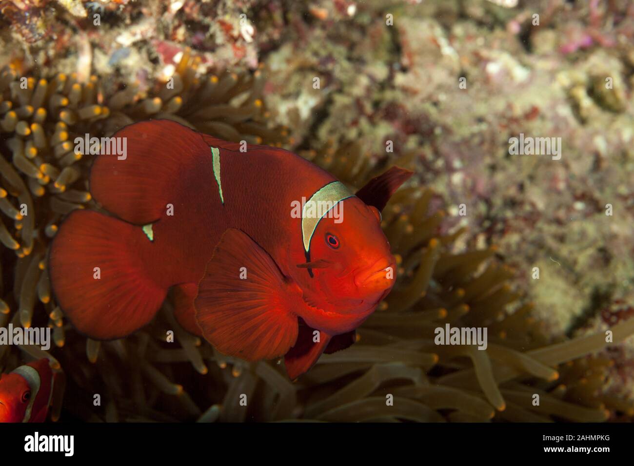 Maroon clownfish, Premnas biaculeatus, commonly known as spine-cheeked ...