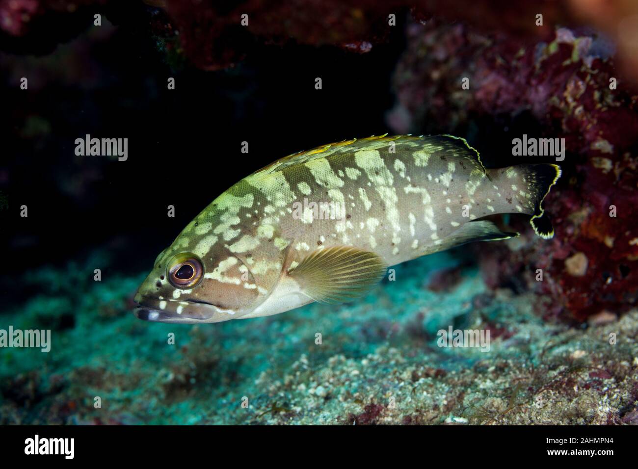 Best underwater photography hi-res stock photography and images - Alamy