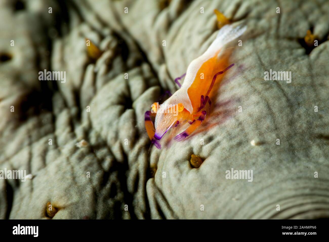 Emperor shrimp, Periclimenes imperator Stock Photo - Alamy