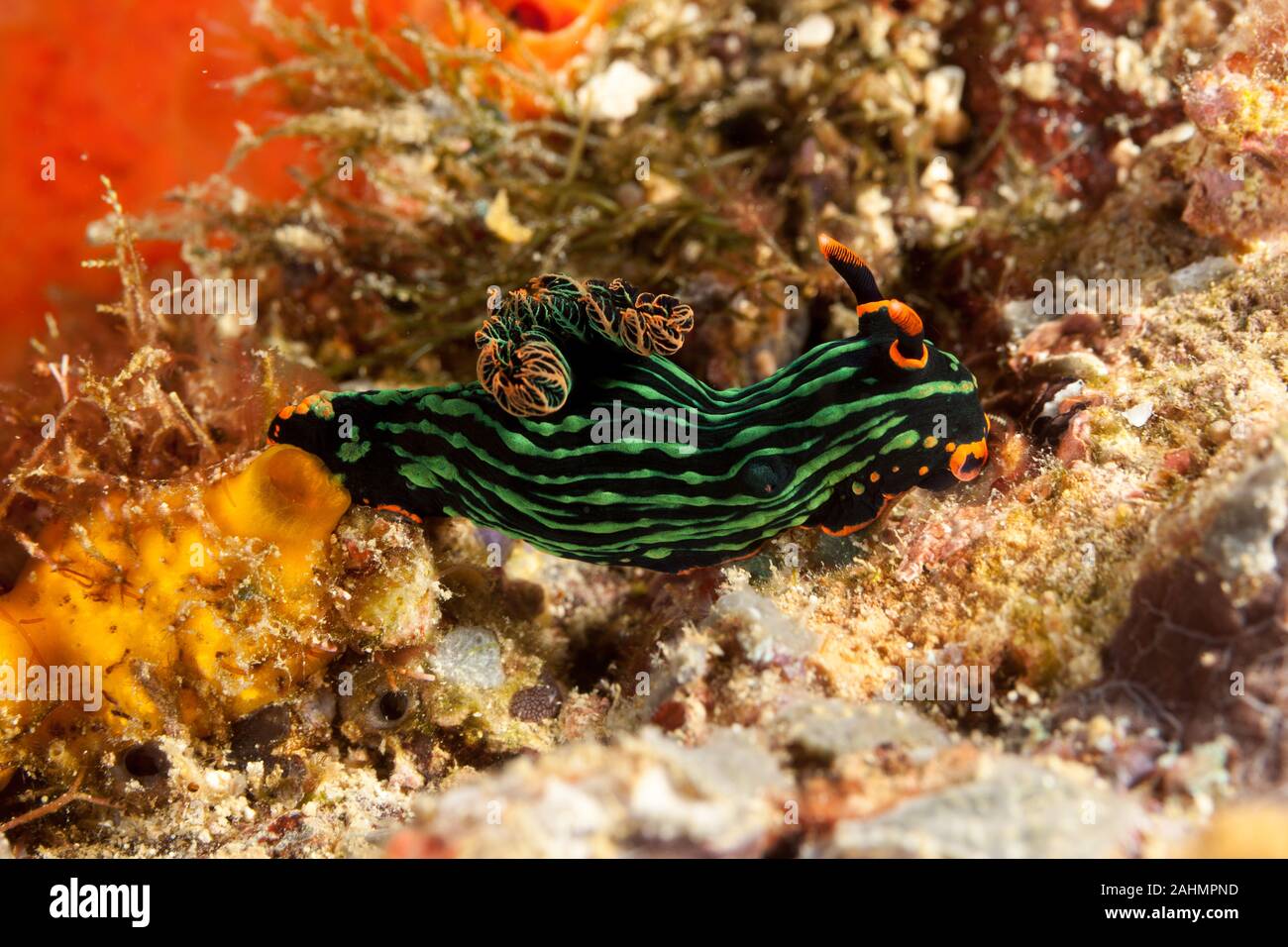 variable neon slug or the dusky nembrotha, Nembrotha kubaryana Stock ...