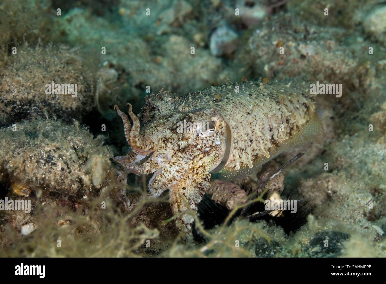 Common european octopus hi-res stock photography and images - Alamy