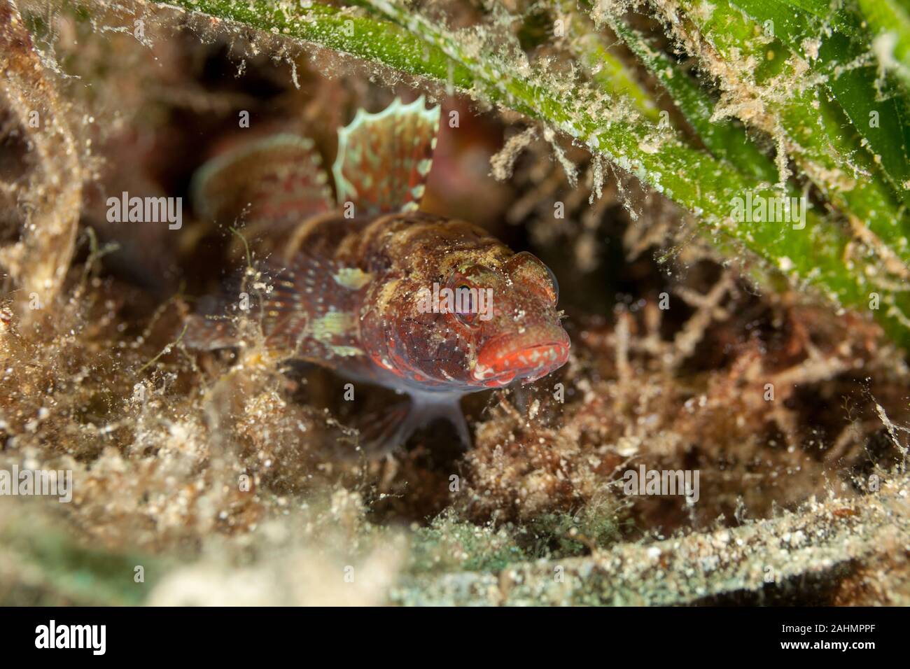 Red mouth goby gobius hi-res stock photography and images - Alamy