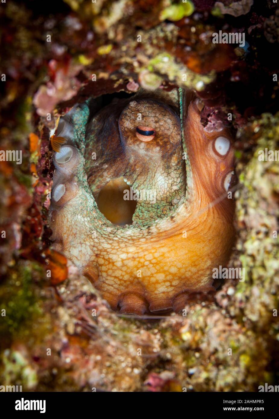 The common octopus (Octopus vulgaris) is a mollusc belonging to the ...