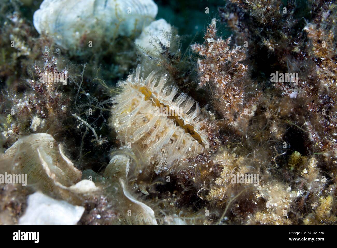 Pinna rudis, the rough pen shell or spiny fan-mussel, is a species of ...