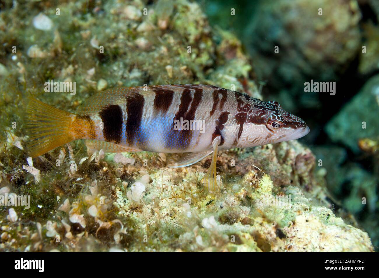 The painted comber (Serranus scriba) is a subtropical marine fish Stock ...