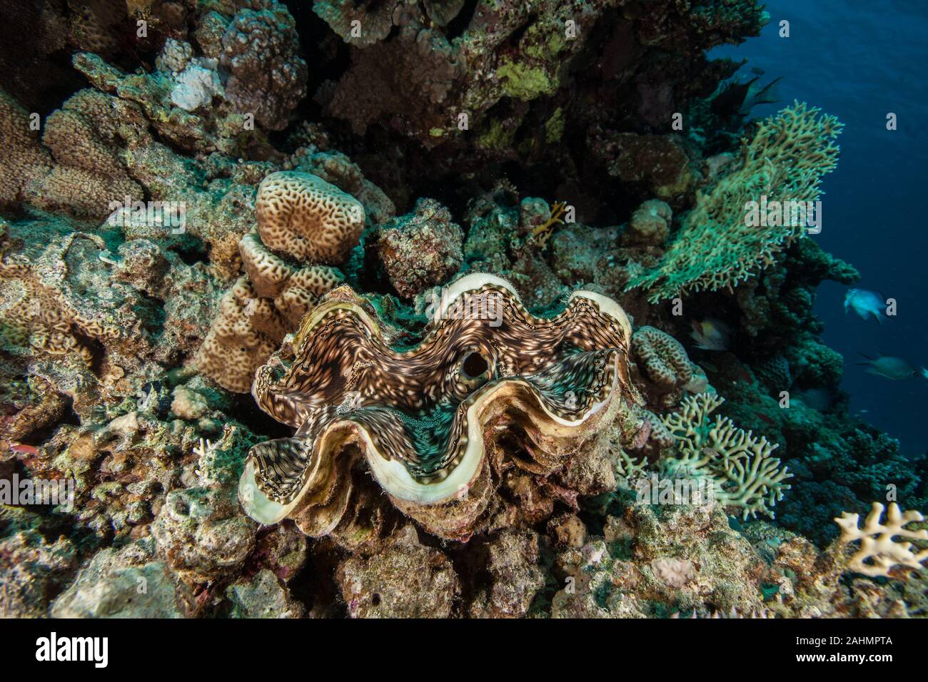 Tridacnidae, common name, the giant clams Stock Photo - Alamy