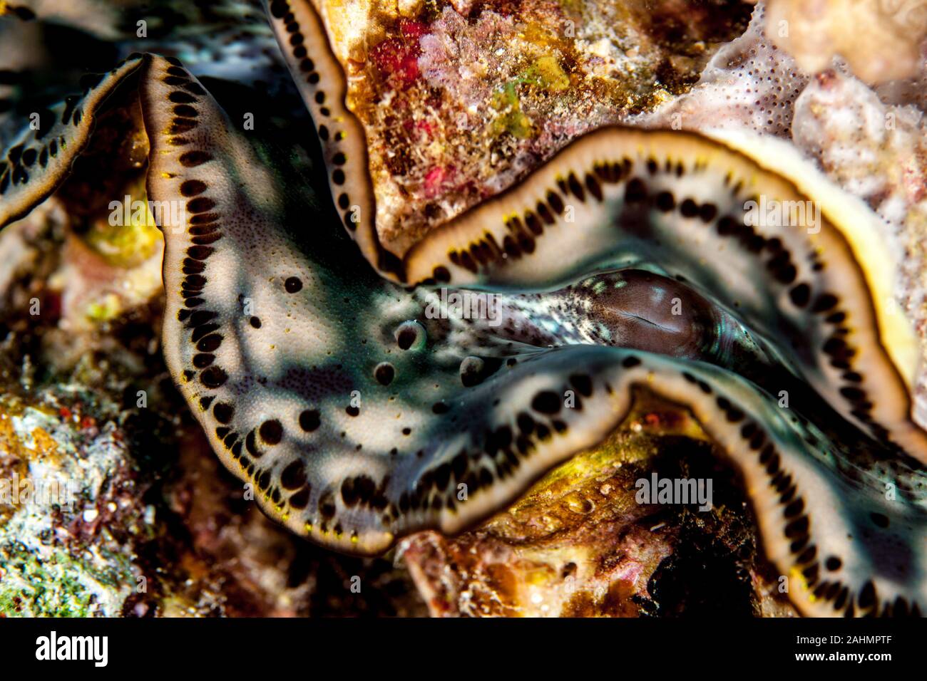 Beautiful giant seashell hi-res stock photography and images - Alamy