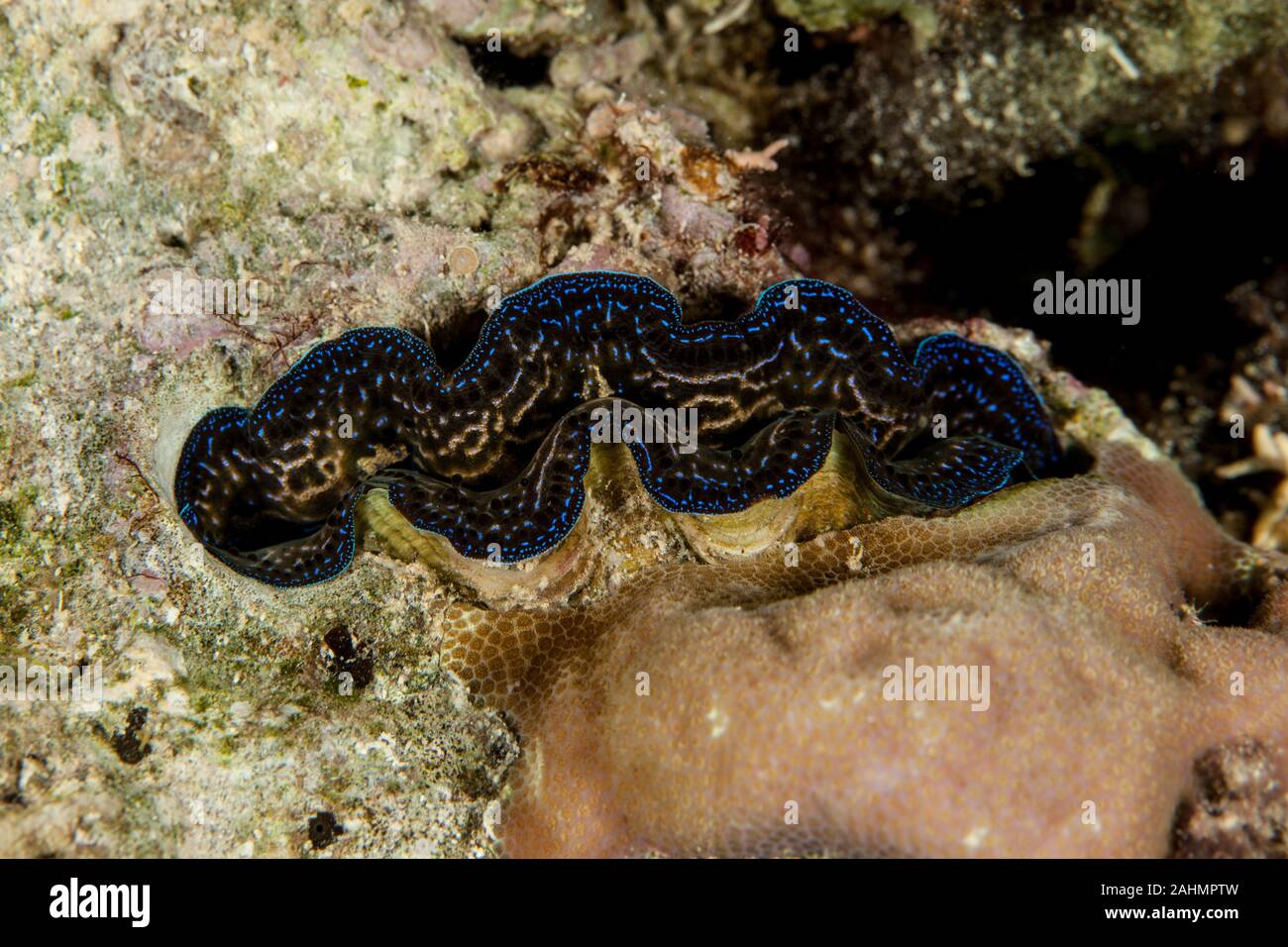 Tridacnidae, common name, the giant clams Stock Photo - Alamy