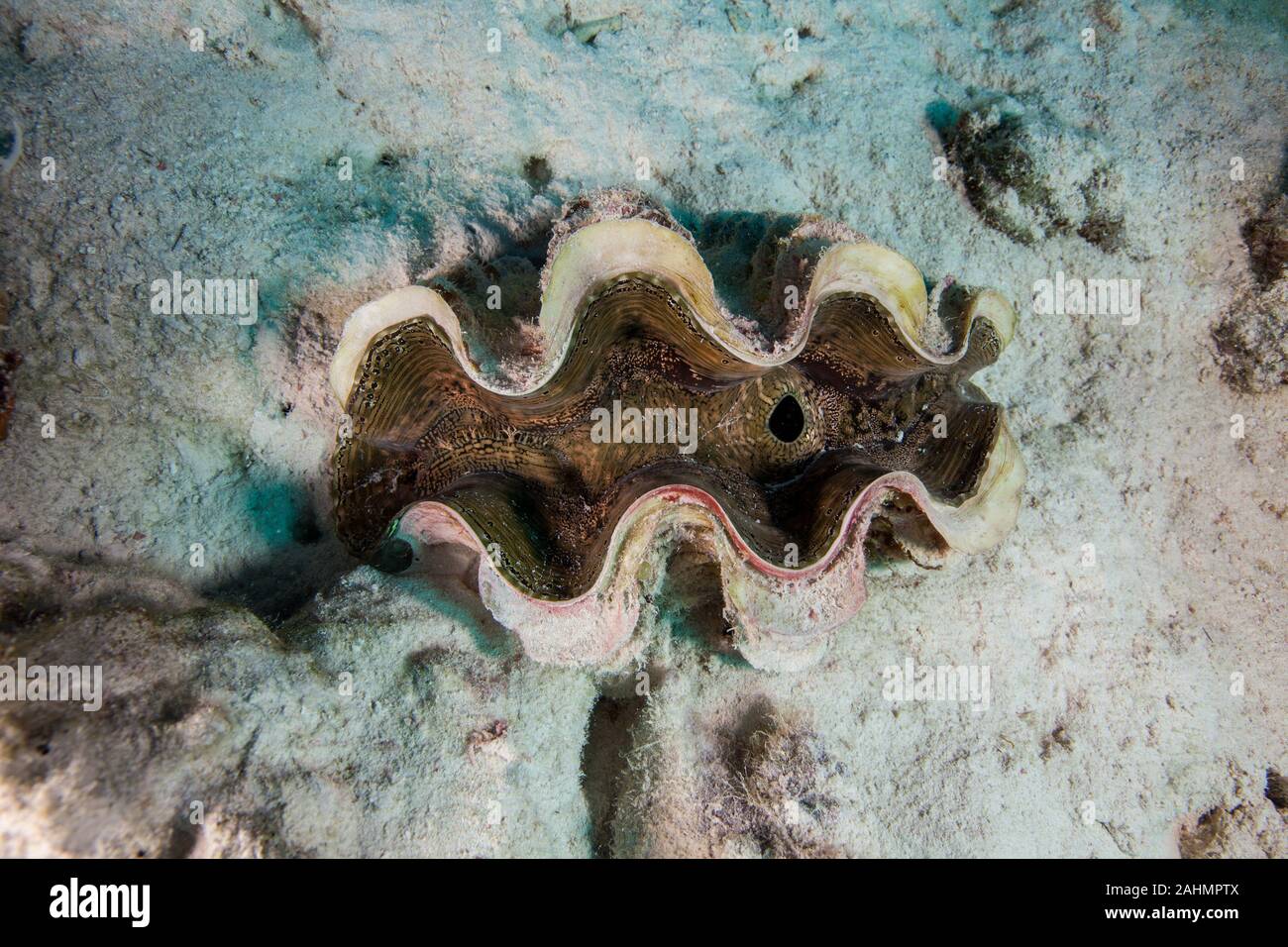 Tridacnidae, common name, the giant clams Stock Photo - Alamy