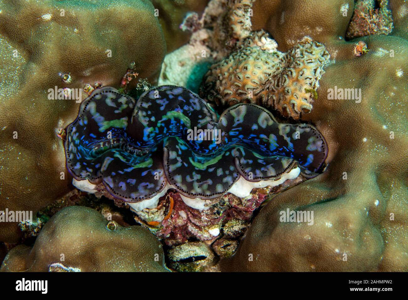 Tridacna mussel shell hi-res stock photography and images - Alamy