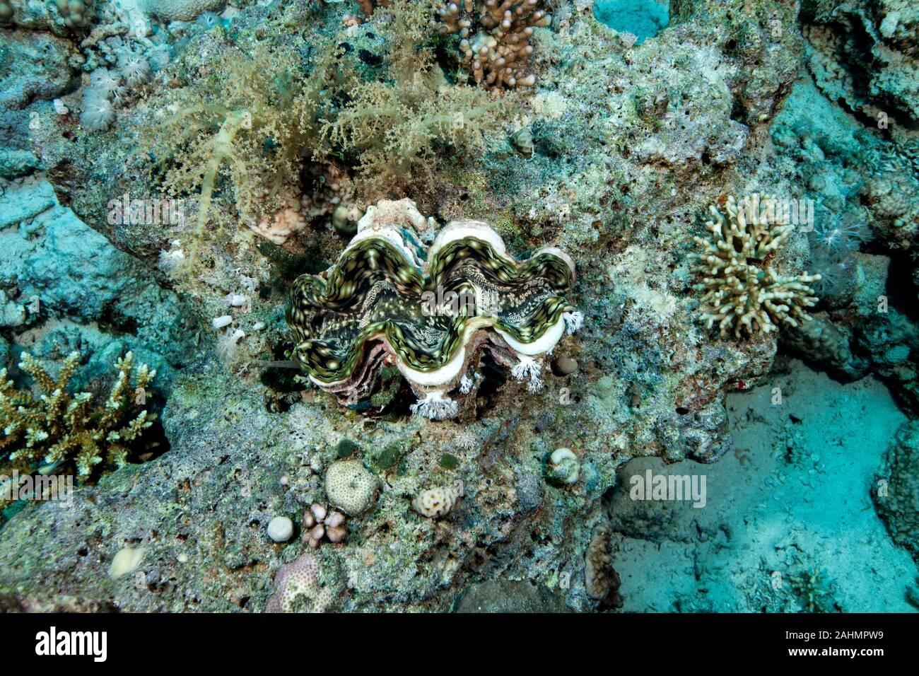 Tridacnidae, common name, the giant clams Stock Photo - Alamy