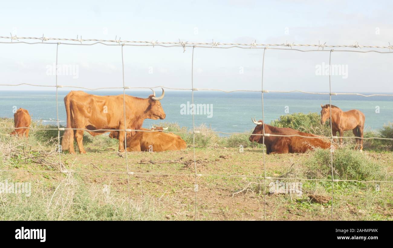 The spanish cows (toros).Cows relaxing near the beach in Spain as a ...