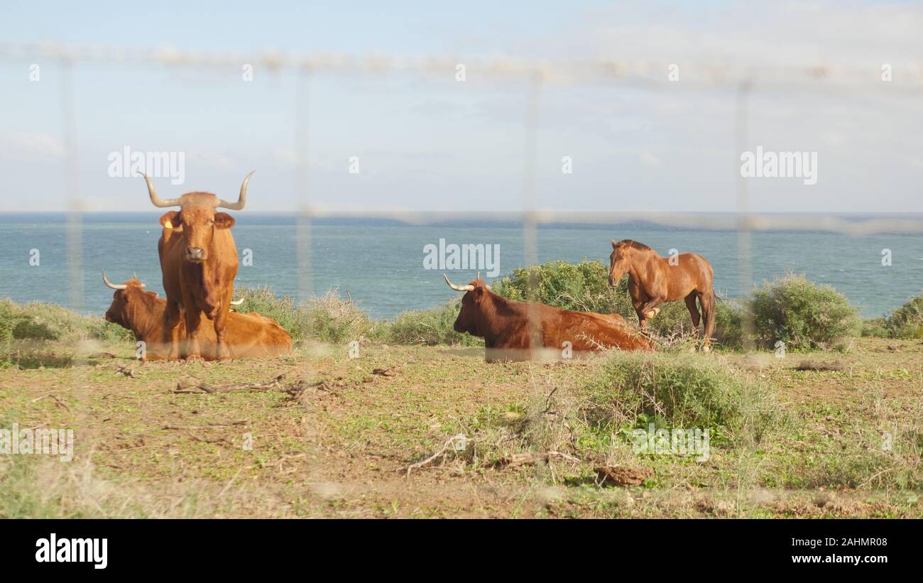 The spanish cows (toros).Cows relaxing near the beach in Spain as a ...