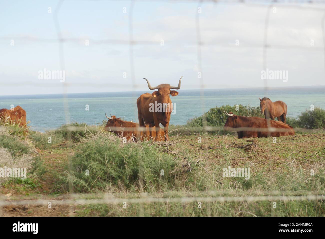 The spanish cows (toros).Cows relaxing near the beach in Spain as a ...