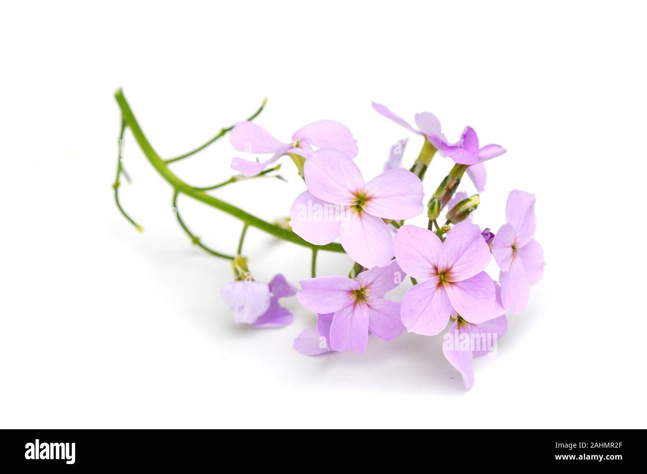 Violet gilliflower Hesperis matrionalis isolated on white background ...