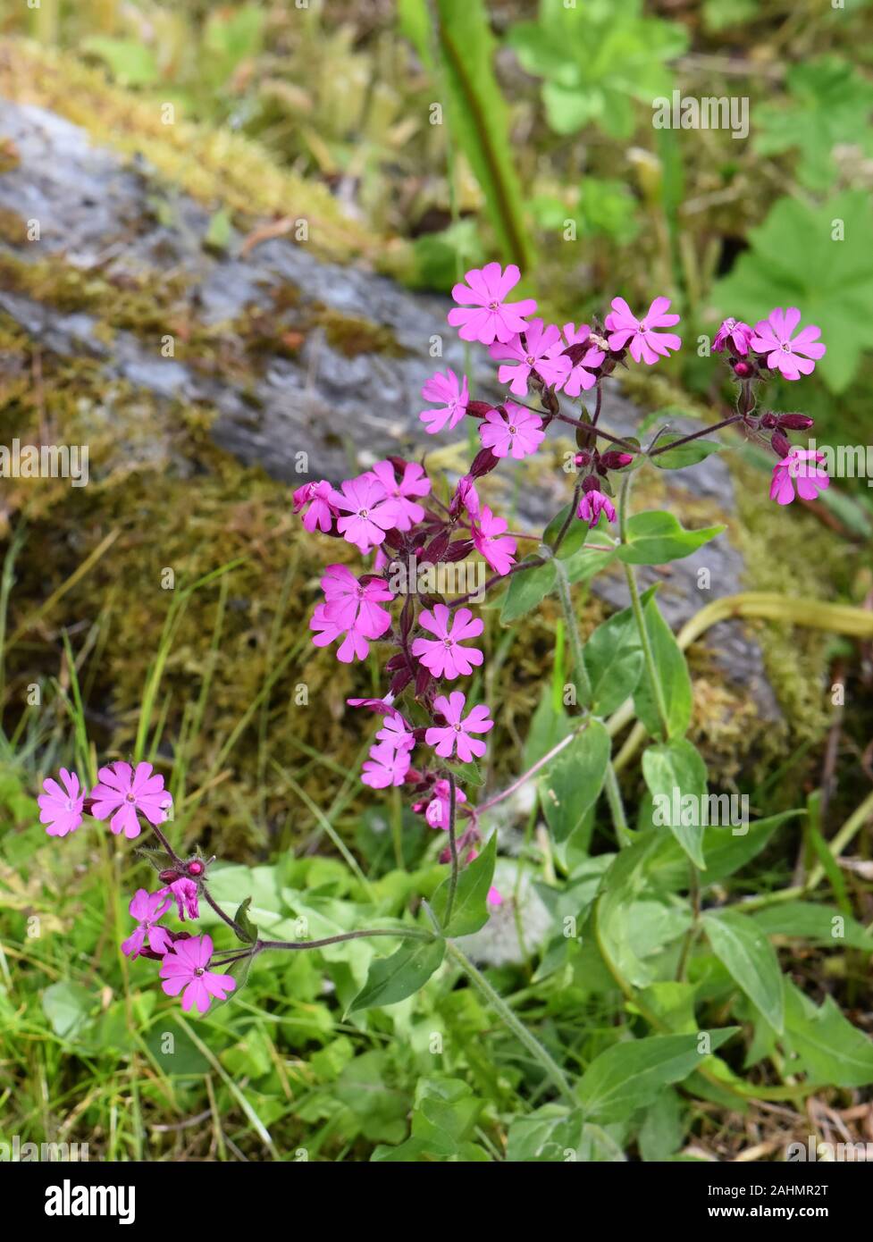 Wildflower field plant hi-res stock photography and images - Alamy