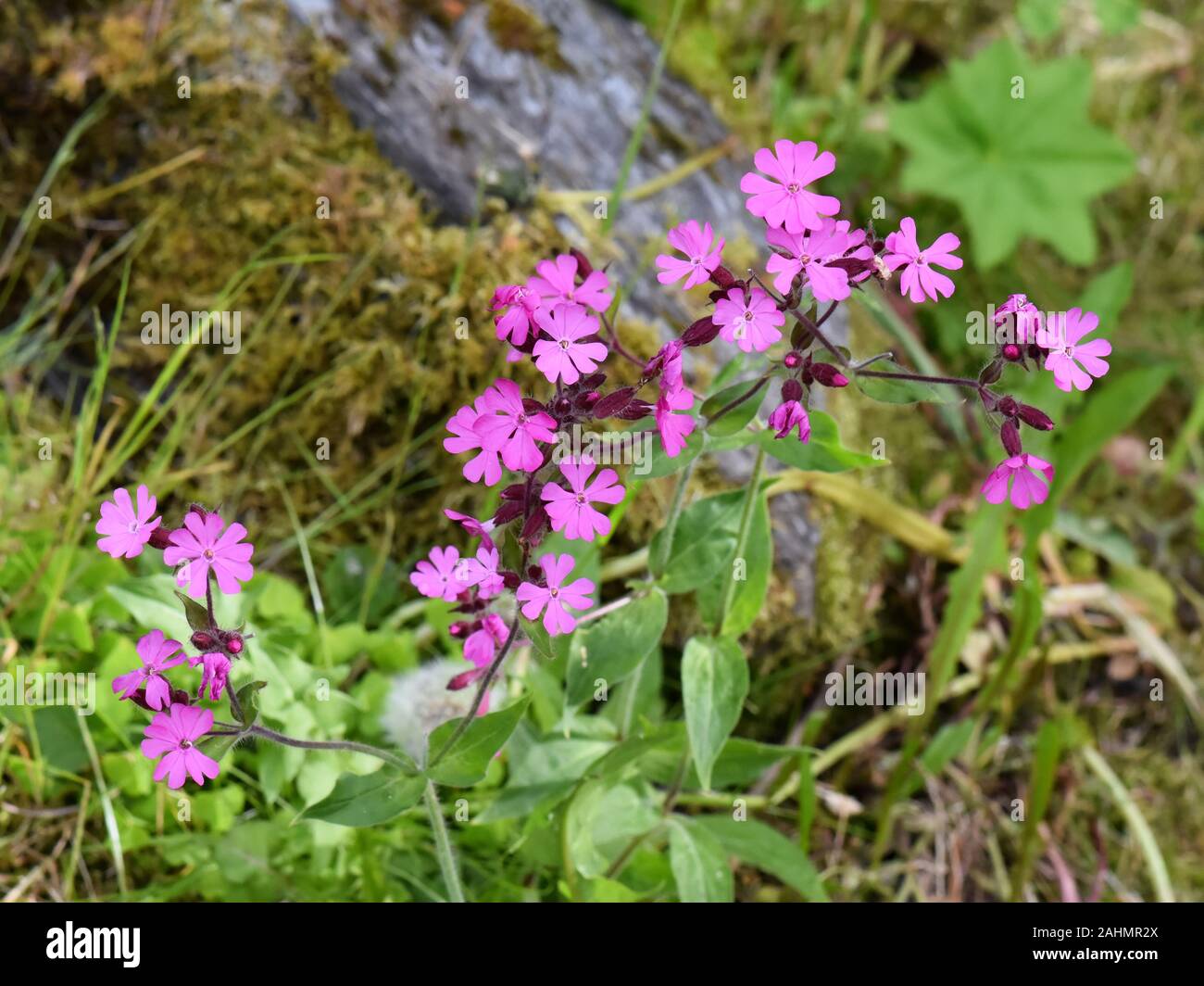 The wildflower Red campion Selene dioica growing in a meadow Stock ...
