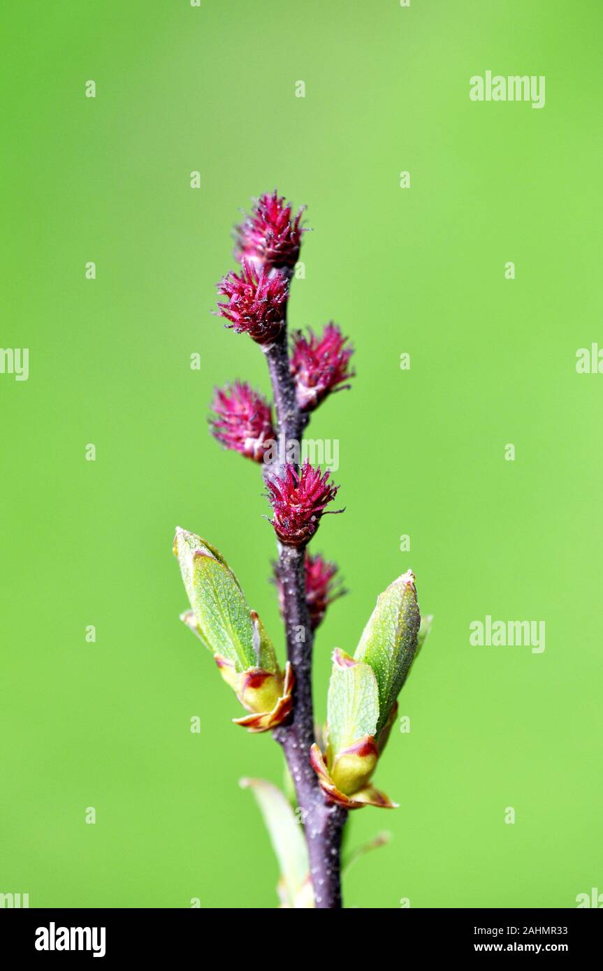 Closeup on bog-myrtle Myrica gale female catkins Stock Photo - Alamy