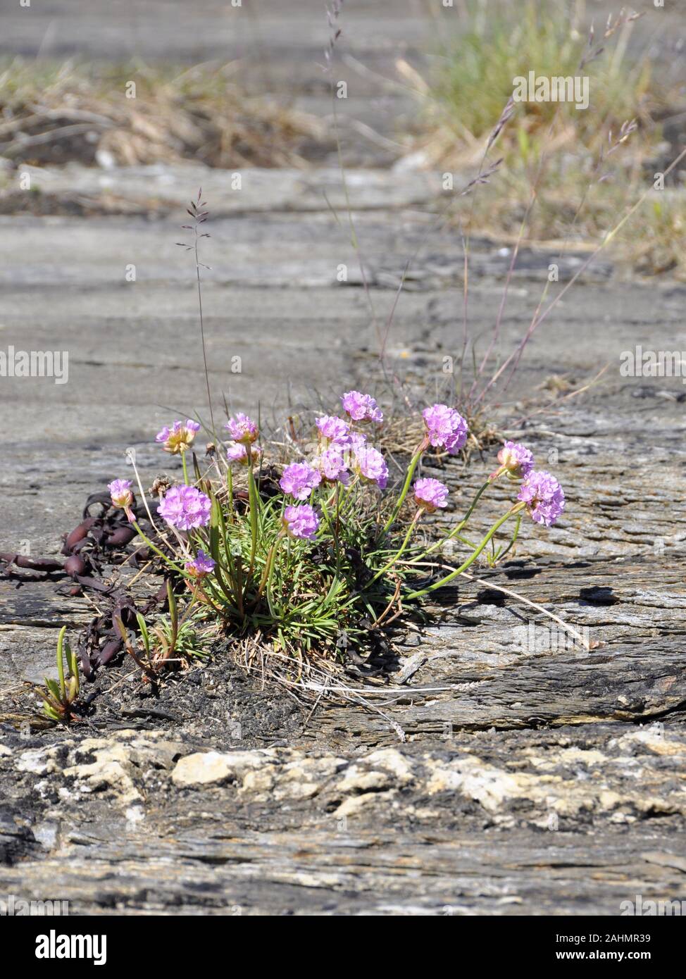 Flower Pink Coastal Sea High Resolution Stock Photography and Images ...