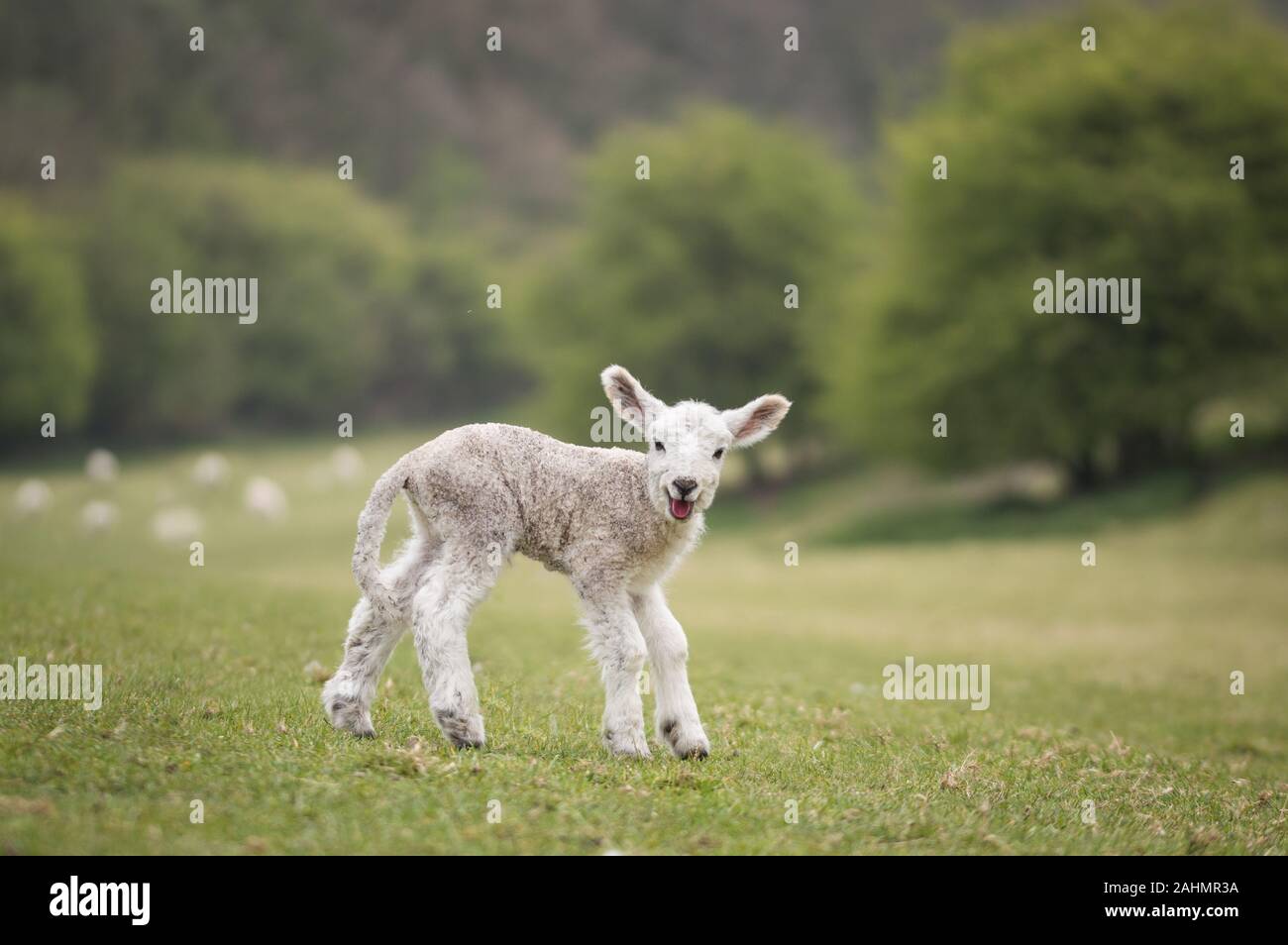 spring lamb in the valley Stock Photo - Alamy