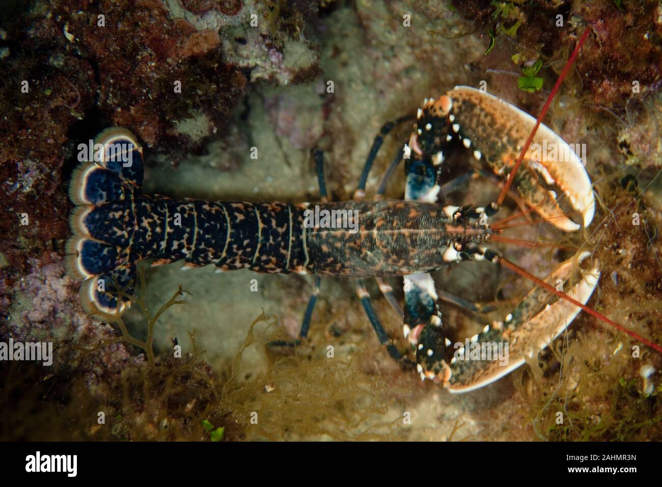 European lobster common water hi-res stock photography and images - Alamy