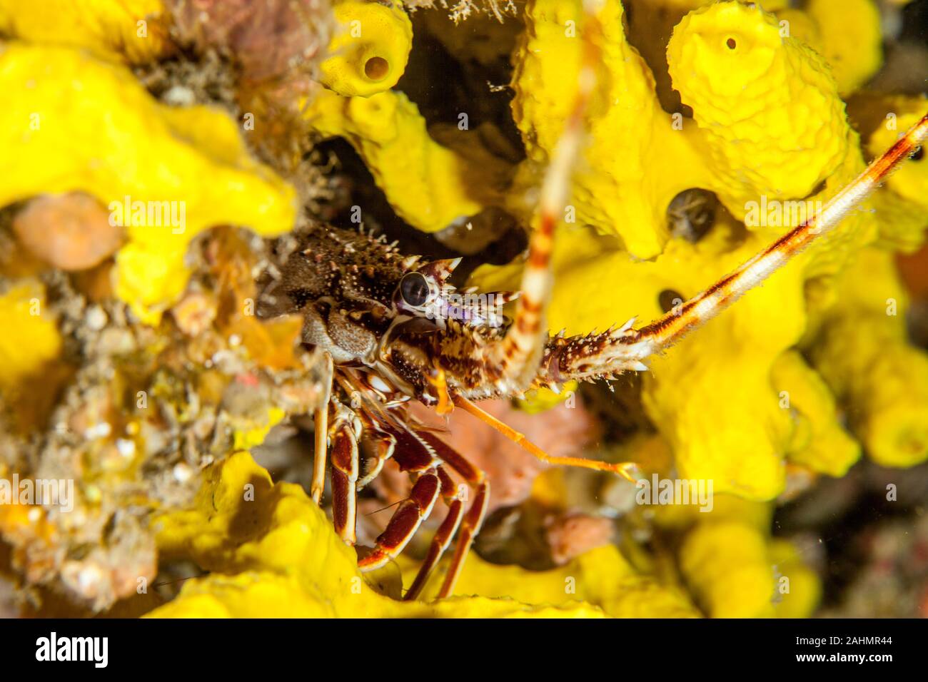Spiny Lobster Palinurus elephas Stock Photo - Alamy