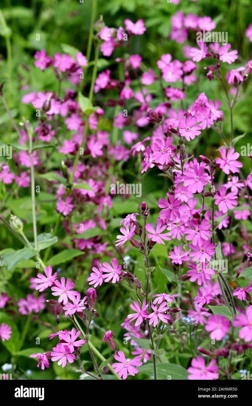 The wildflower Red campion Selene dioica growing in a meadow Stock ...