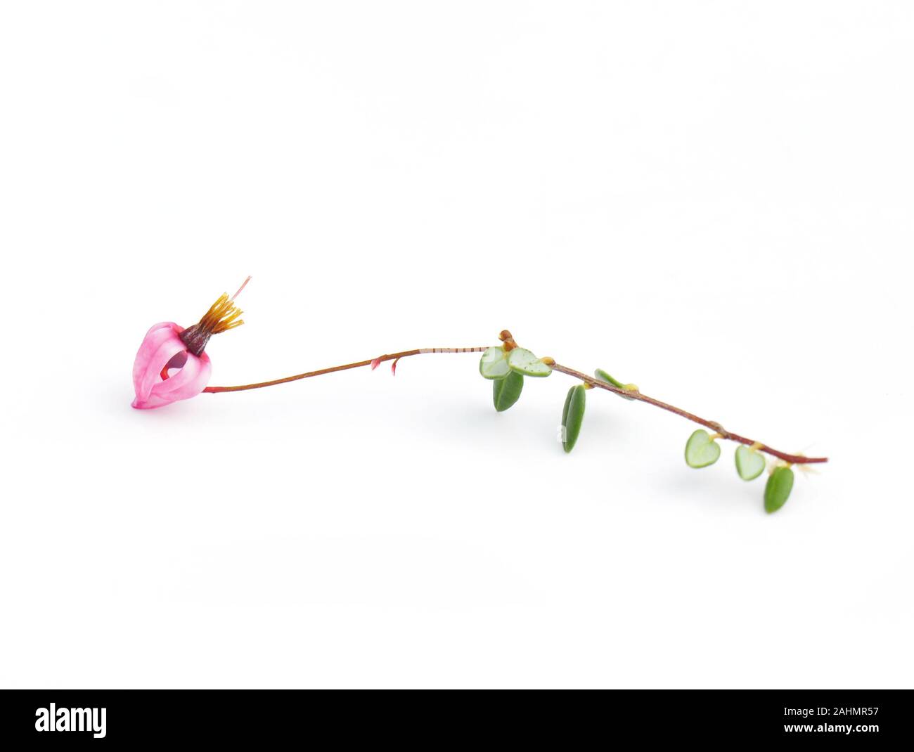 Flower of cranberry plant Vaccinium oxycoccus isolated on white ...