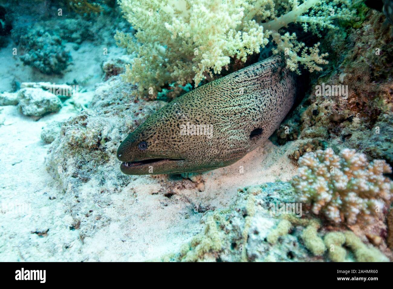 Giant Moray Eel - Gymnothorax javanicus Stock Photo - Alamy
