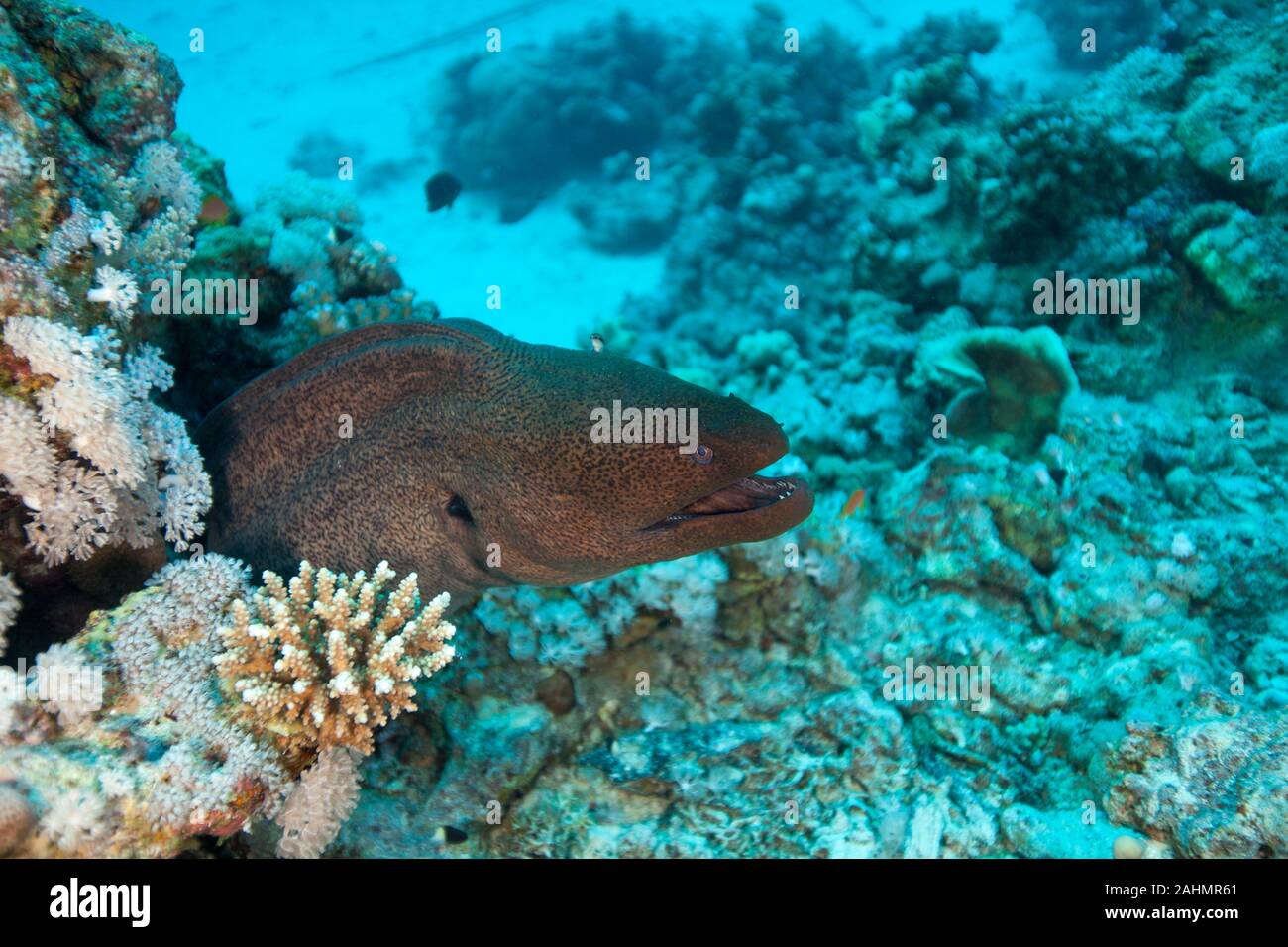 Giant Moray Eel - Gymnothorax javanicus Stock Photo - Alamy