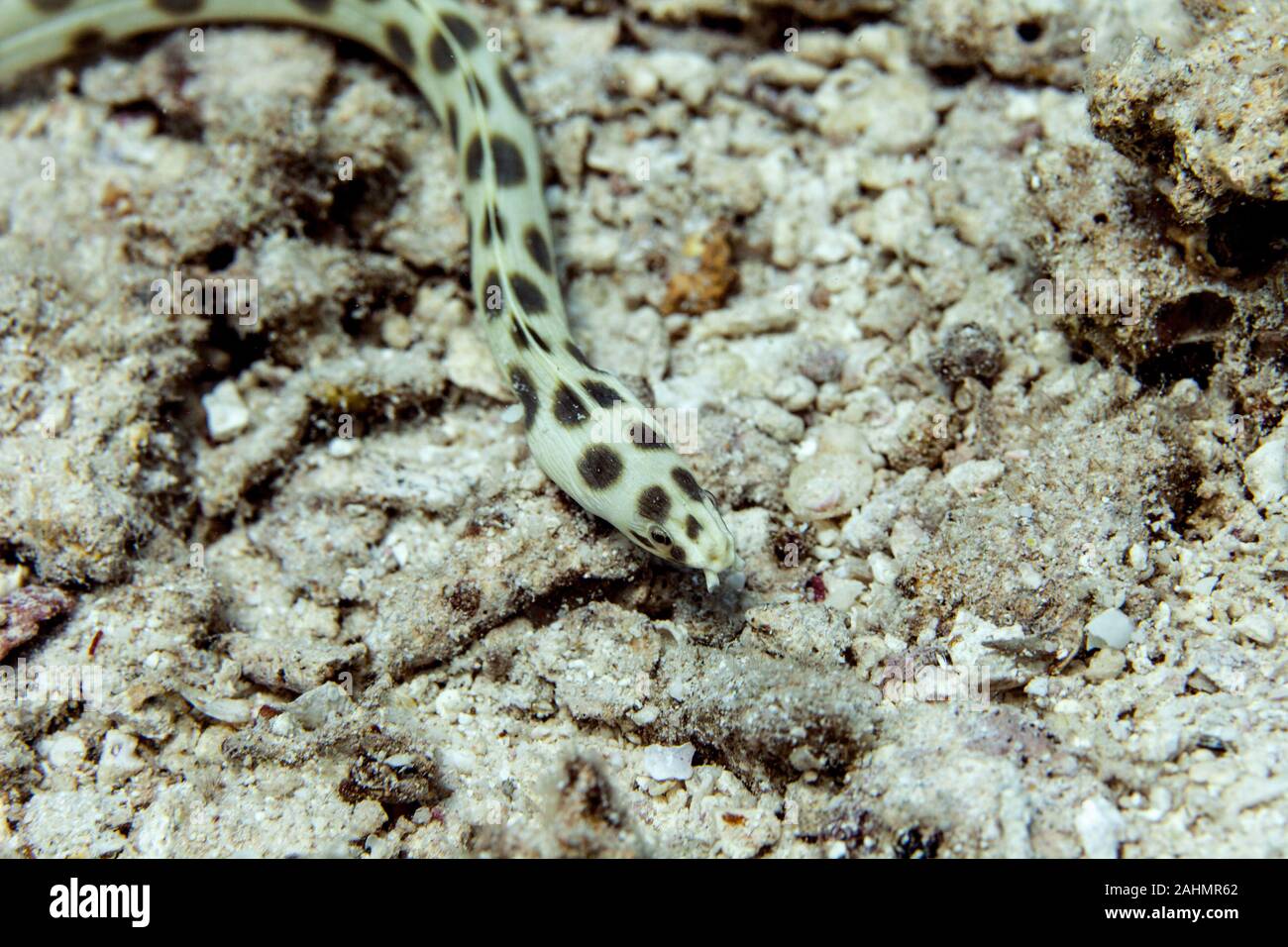 Myrichthys maculosus is a snake eel from the Indo-Pacific Stock Photo ...