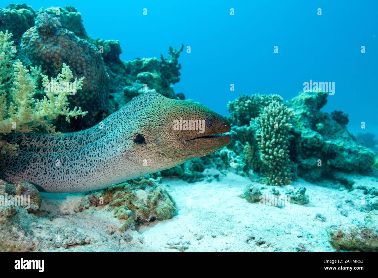 Giant Moray Eel - Gymnothorax javanicus Stock Photo - Alamy