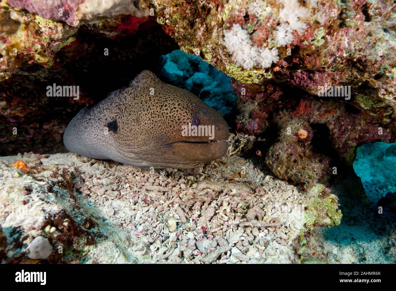 Giant Moray Eel - Gymnothorax javanicus Stock Photo - Alamy