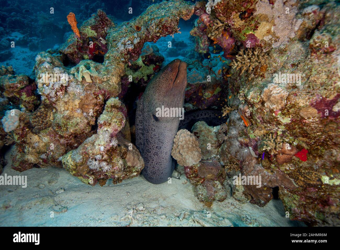 Giant Moray Eel - Gymnothorax javanicus Stock Photo - Alamy