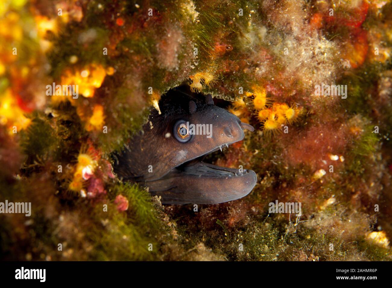The Mediterranean moray, sometimes also called Roman eel, Muraena ...