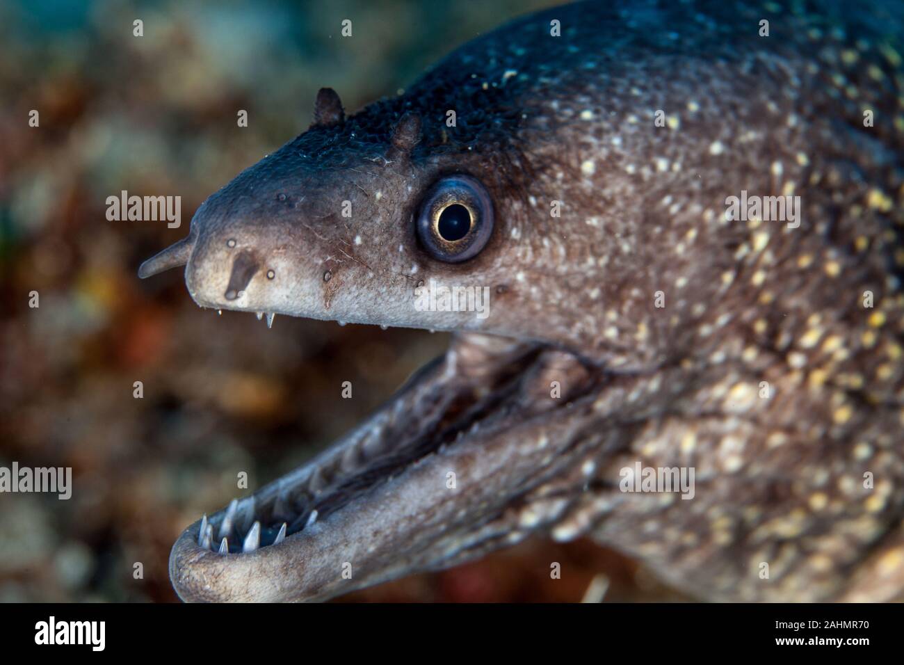 The Mediterranean moray, sometimes also called Roman eel, Muraena ...