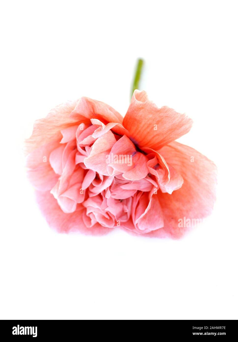 Pink filled poppy on white background Stock Photo - Alamy
