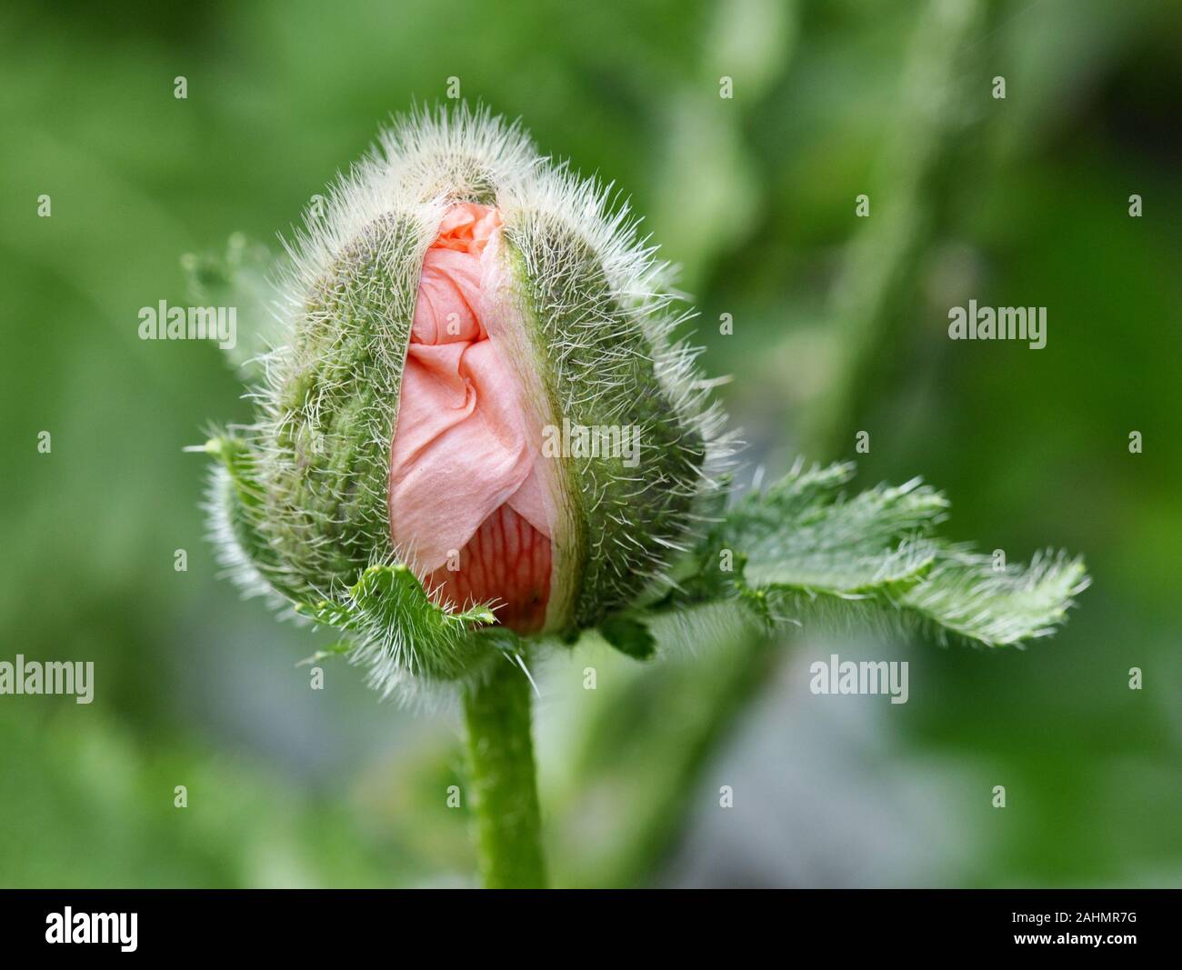 Bursting open hi-res stock photography and images - Alamy